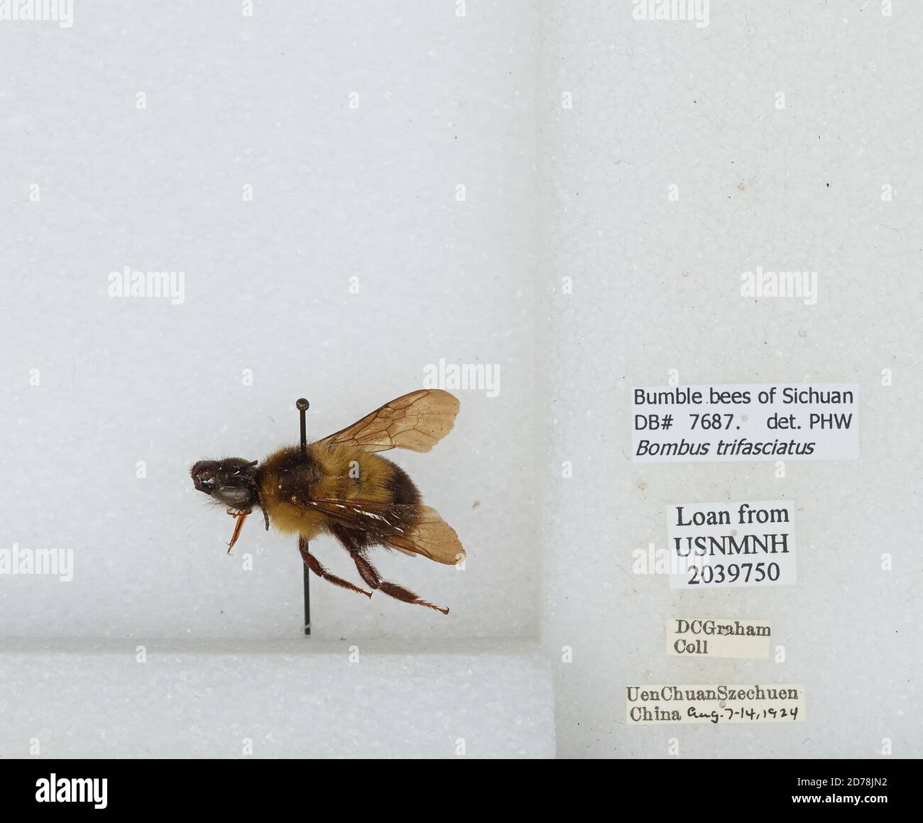 Wenchuan, Sichuan, China, Bombus (Diversobombus) trifasciatus Smith ...