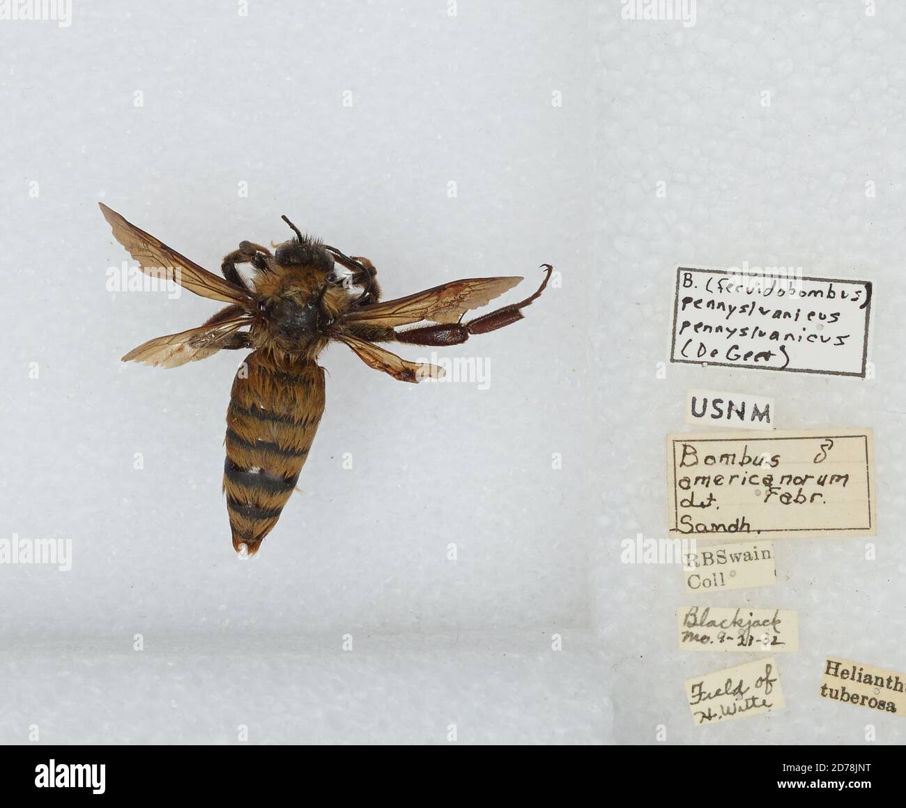 Black Jack, St. Louis, Missouri, United States, Bombus (Fervidobombus ...