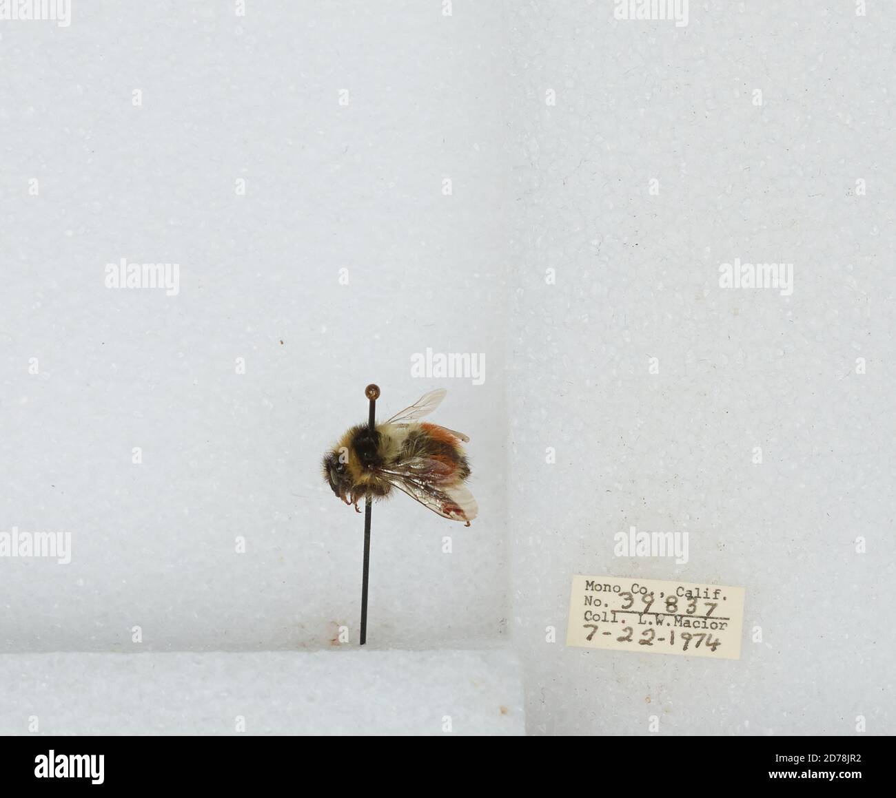 Mono, California, United States, Bombus (Cullumanobombus) rufocinctus ...