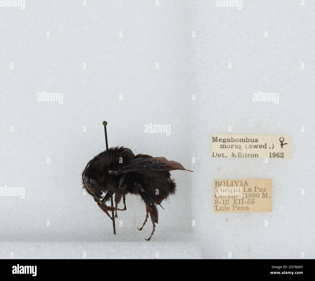 Coroico, Nor Yungas, La Paz, Bolivia, Bombus (Fervidobombus) morio ...