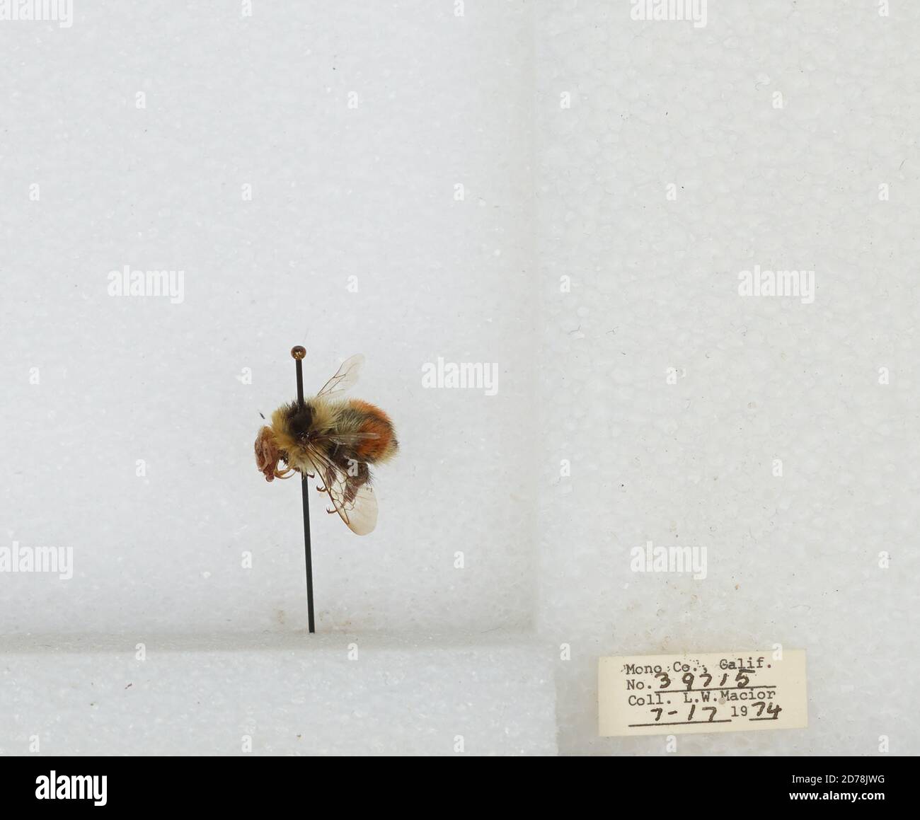 Mono, California, United States, Bombus (Cullumanobombus) rufocinctus ...