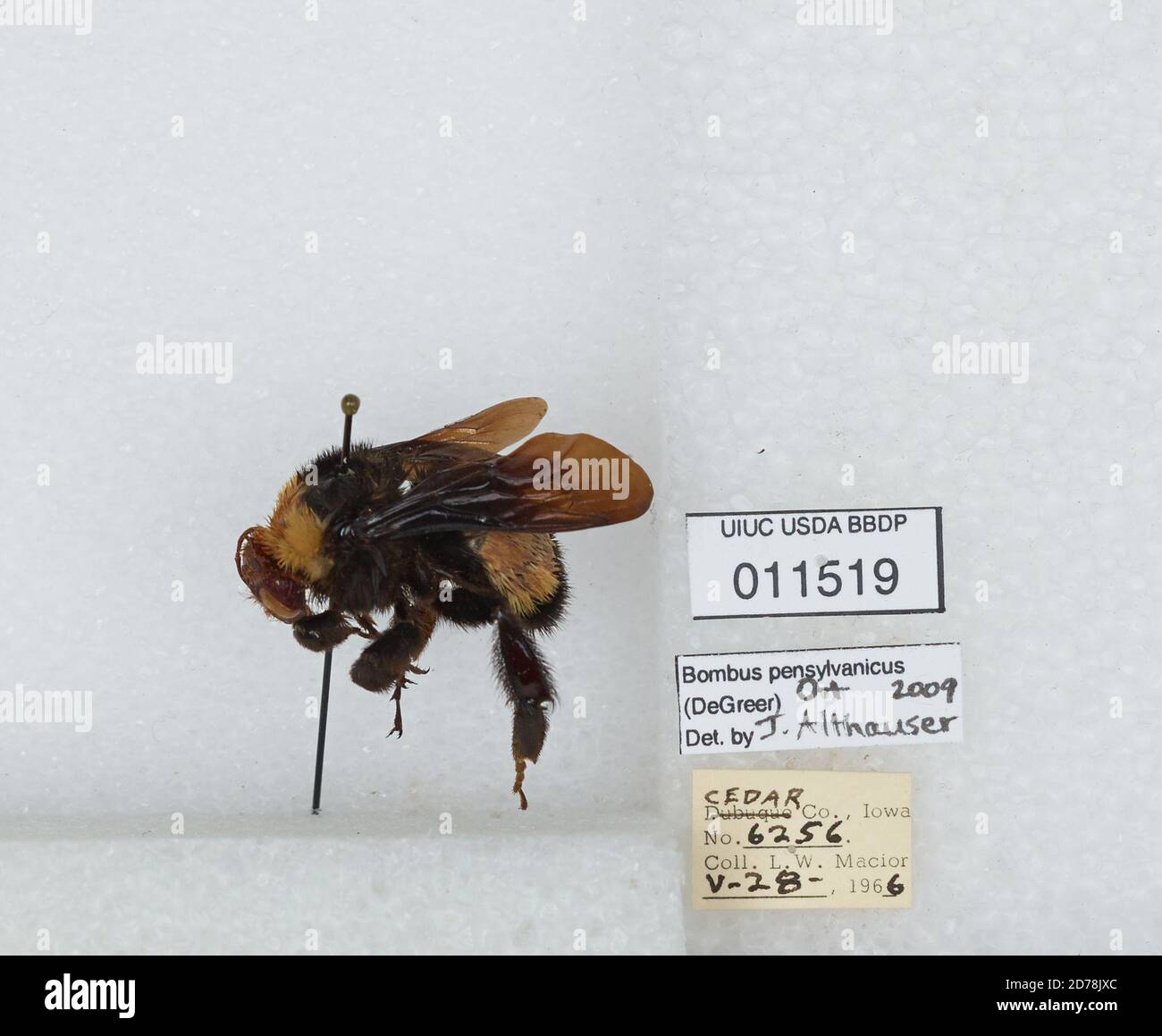 Cedar, Iowa, United States, Bombus (Fervidobombus) pensylvanicus ...