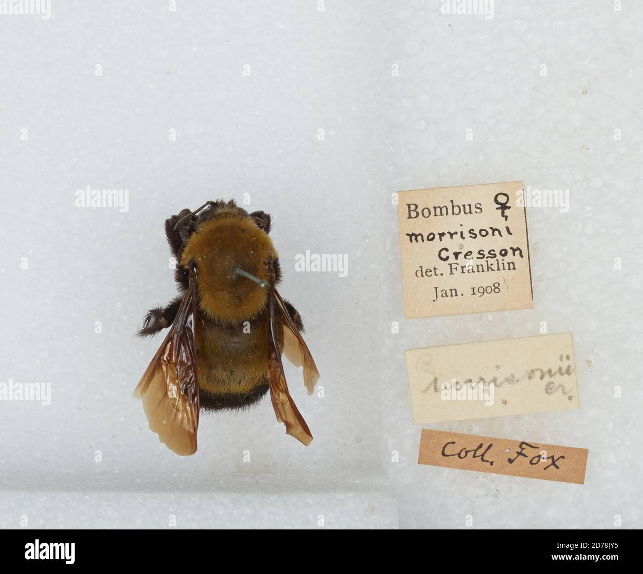 Bombus (Separatobombus) morrisoni Cresson, 1878, Animalia, Arthropoda ...