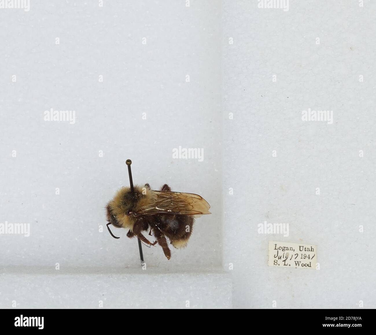 Logan, Cache, Utah, United States, Bombus (Psithyrus) suckleyi Greene ...