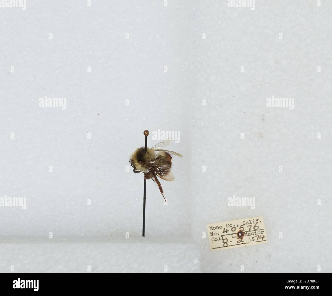 Mono, California, United States, Bombus (Cullumanobombus) rufocinctus ...