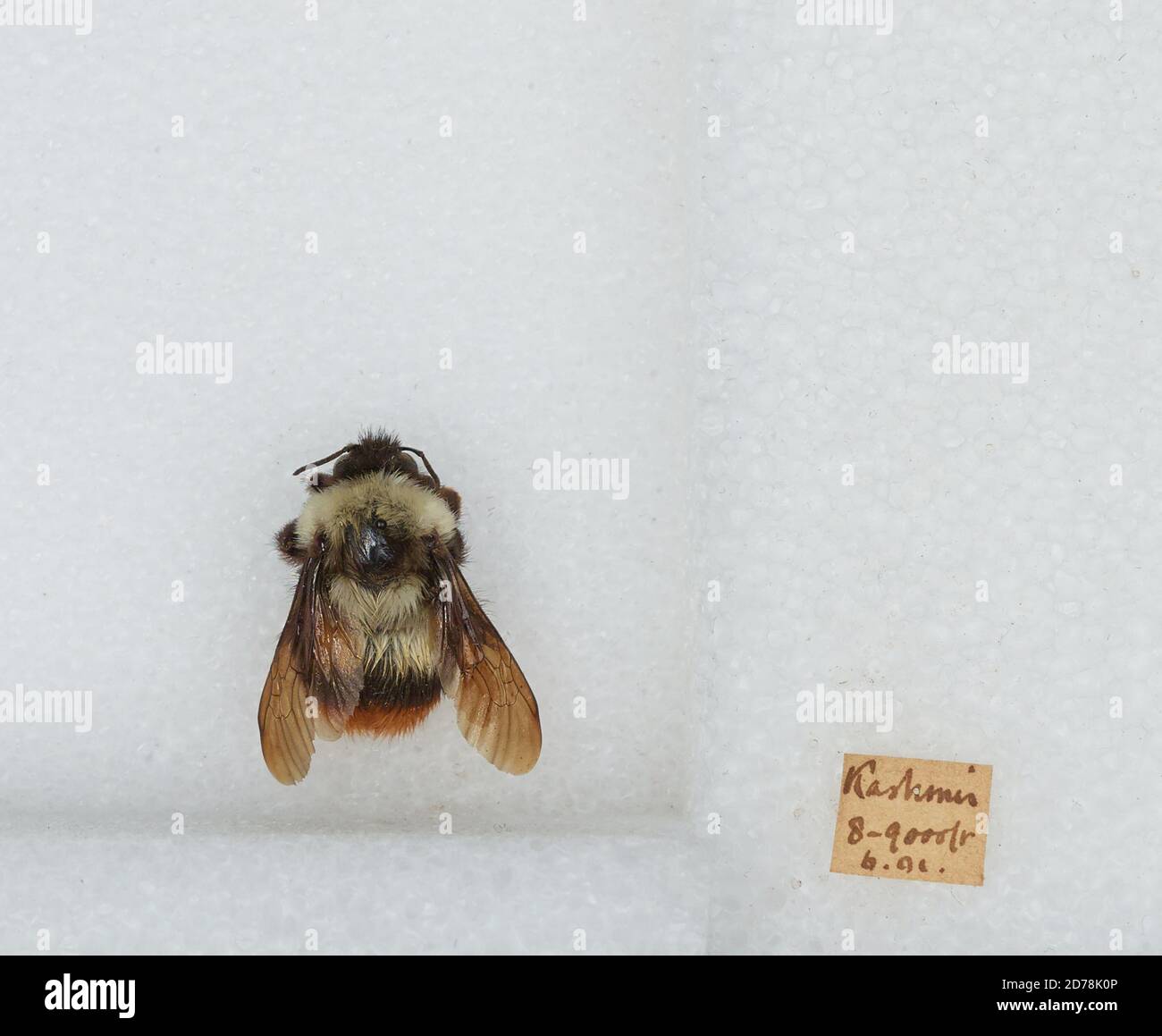 Kashmir, India, Bombus (Bombus) tunicatus Smith, Animalia, Arthropoda ...