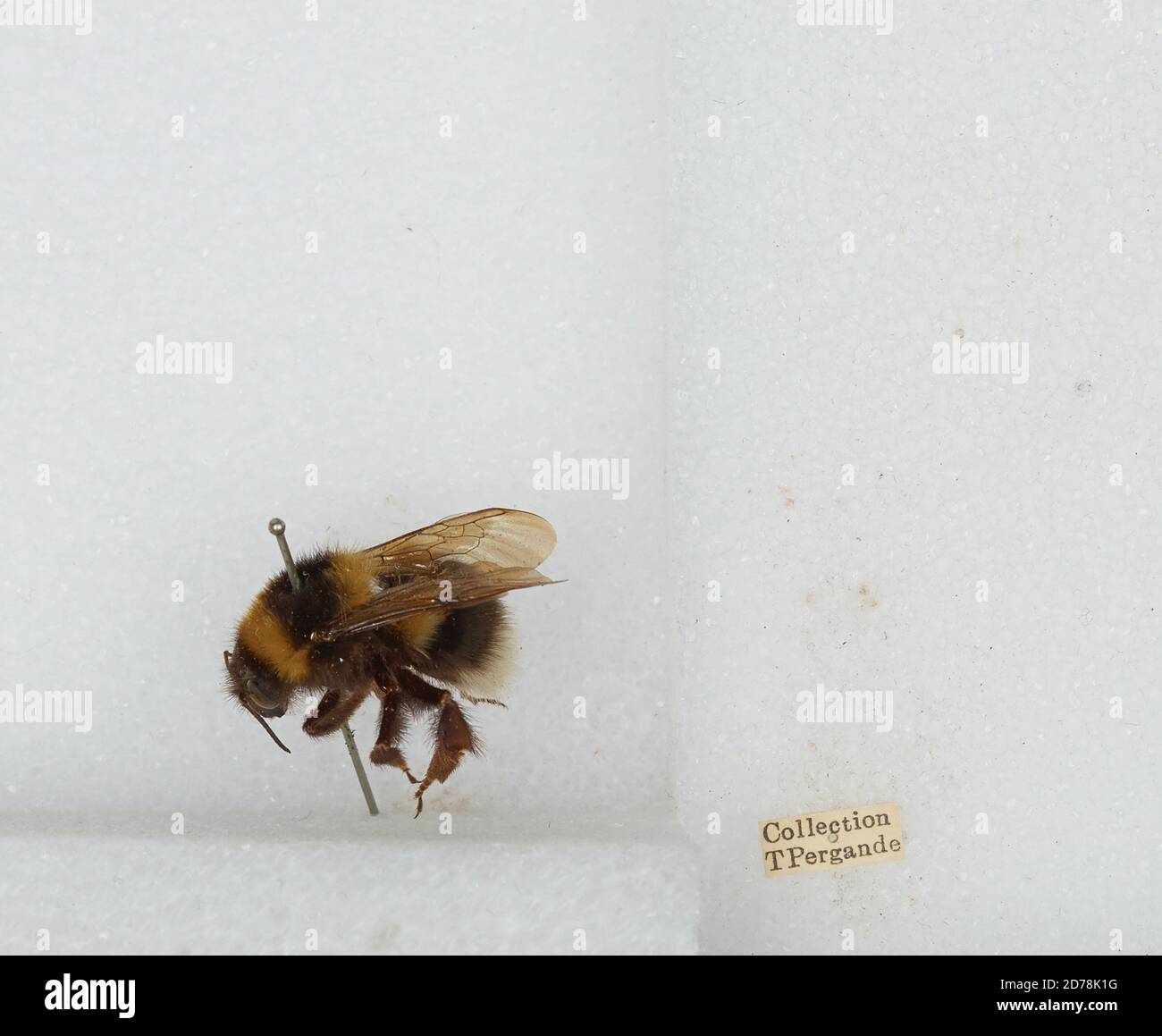 Bombus (Megabombus) ruderatus (Fabricius), Animalia, Arthropoda ...