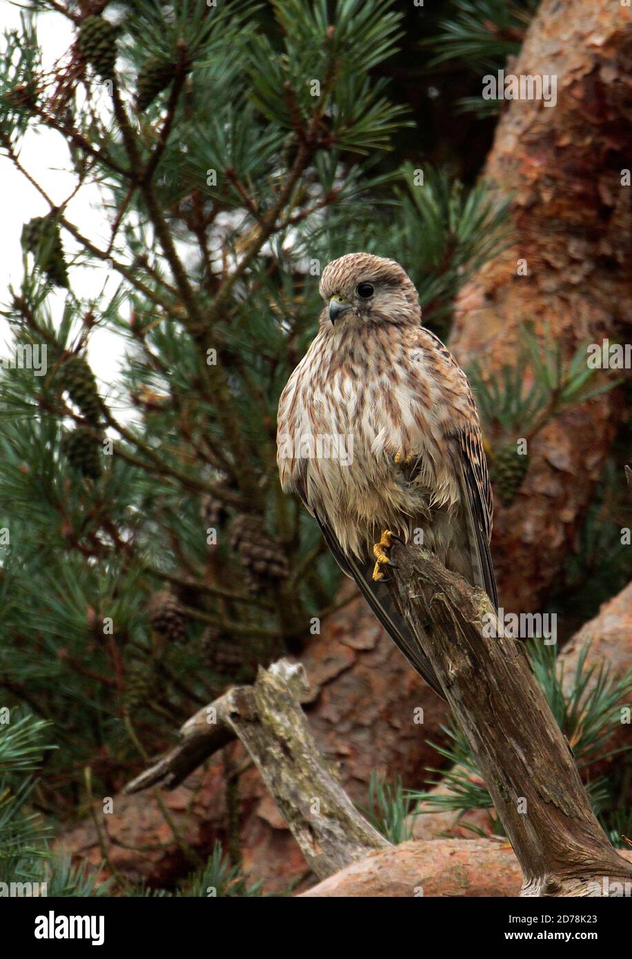 Kestrel images hi-res stock photography and images - Alamy