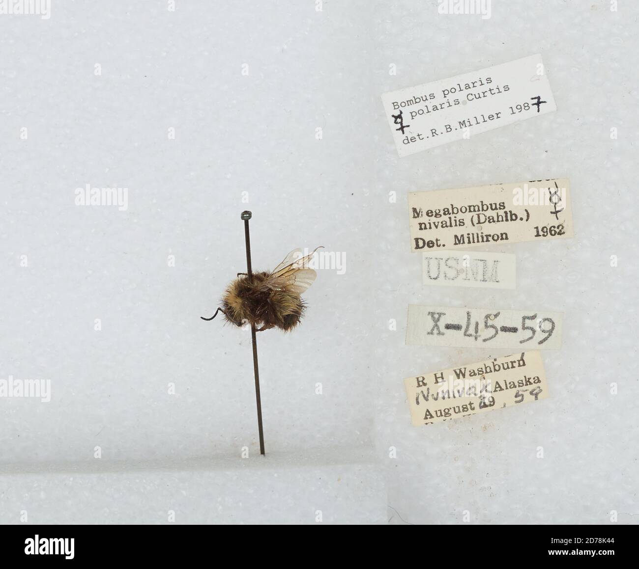 Bombus polaris alaska hi-res stock photography and images - Alamy