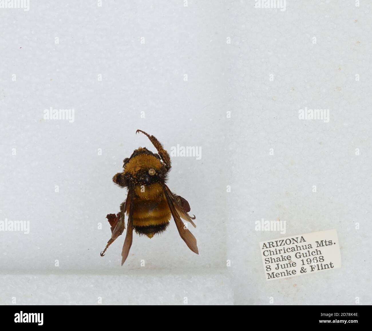Chiricahua Mountains, Shake Gulch, Cochise, Arizona, United States ...