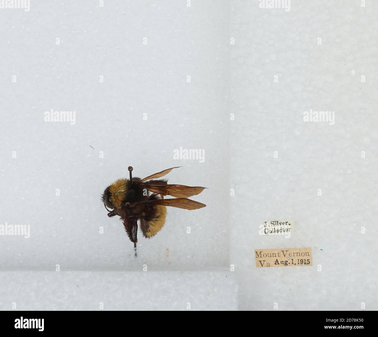 Mount Vernon, Fairfax, Virginia, United States, Bombus (Fervidobombus ...