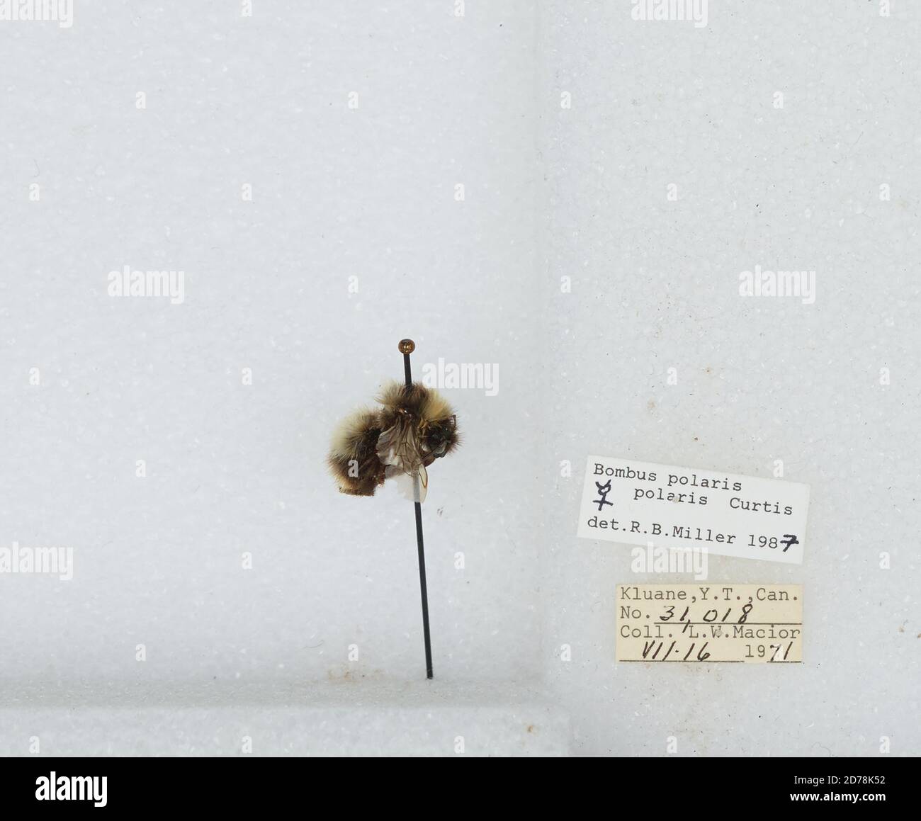 Kluane, Yukon Territory, Canada, Bombus (Alpinobombus) polaris Curtis ...