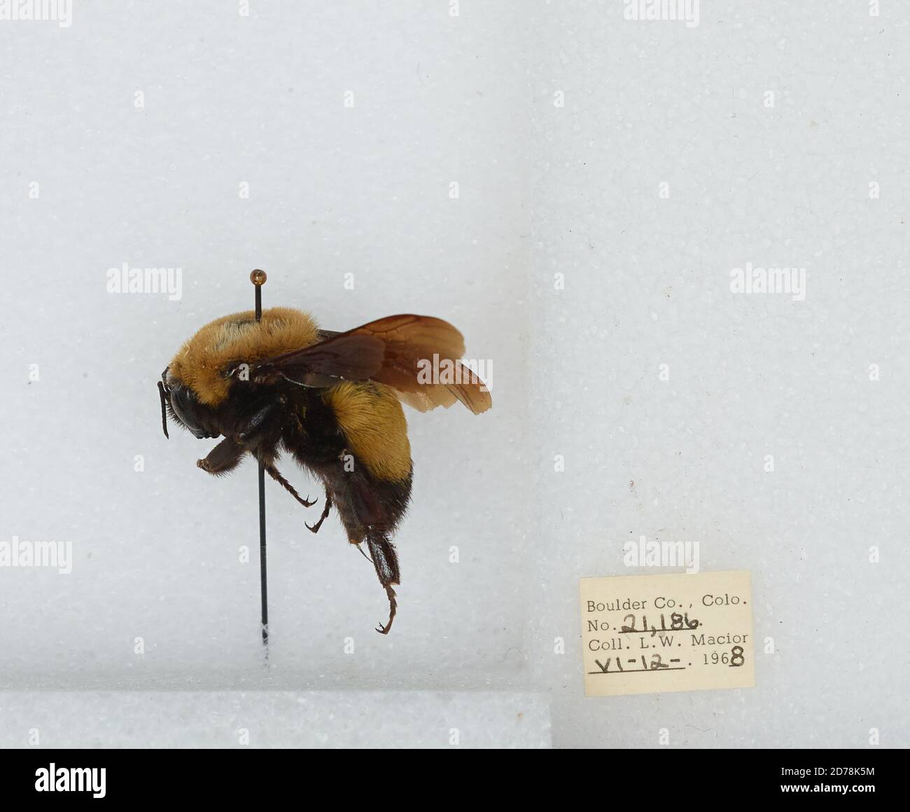 Boulder, Colorado, United States, Bombus (Separatobombus) morrisoni ...