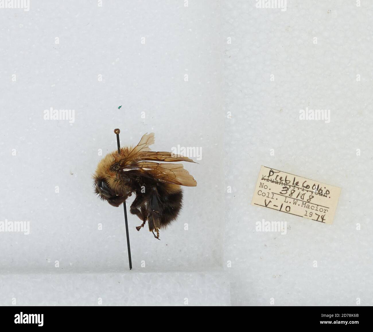 Preble, Ohio, United States, Bombus (Pyrobombus) perplexus Cresson ...