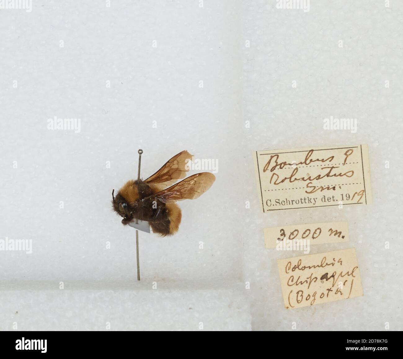 Chipaque, Bogota, Colombia, Bombus (Robustobombus) robustus Smith ...