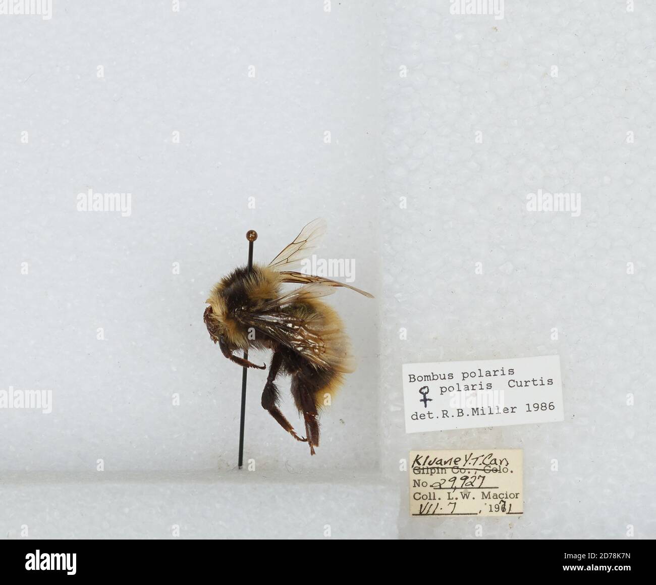 Kluane, Yukon Territory, Canada, Bombus (Alpinobombus) polaris Curtis ...