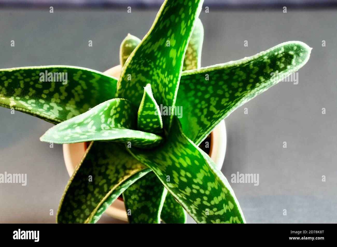succulent plant from above in close up Stock Photo - Alamy
