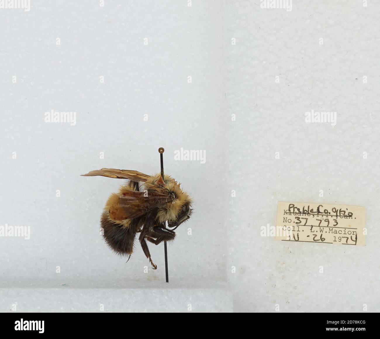 Preble, Ohio, United States, Bombus (Pyrobombus) perplexus Cresson ...