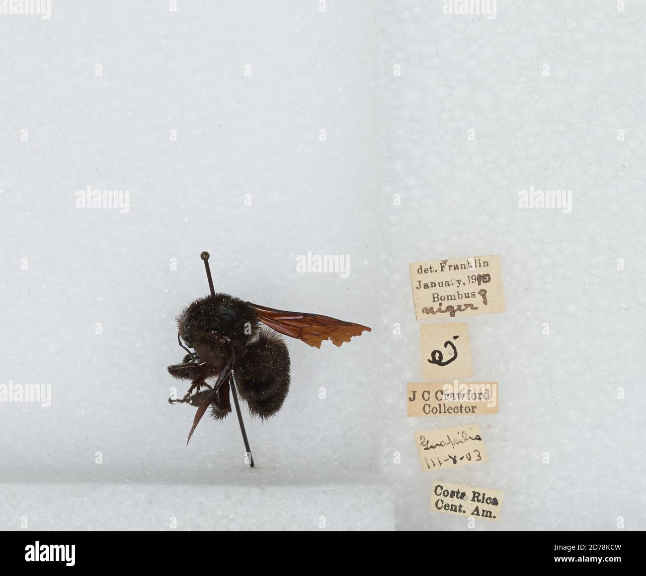 Costa Rica, Bombus (Fervidobombus) morio (Swederus), Animalia ...