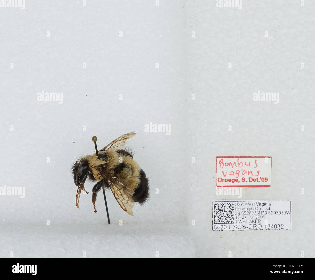 Job, Randolph, West Virginia, United States, Bombus (Pyrobombus) vagans ...