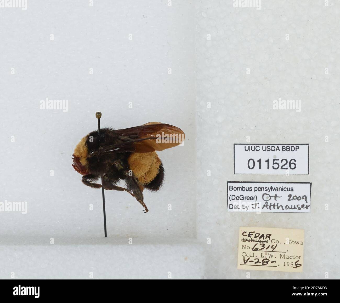 Cedar, Iowa, United States, Bombus (Fervidobombus) pensylvanicus ...