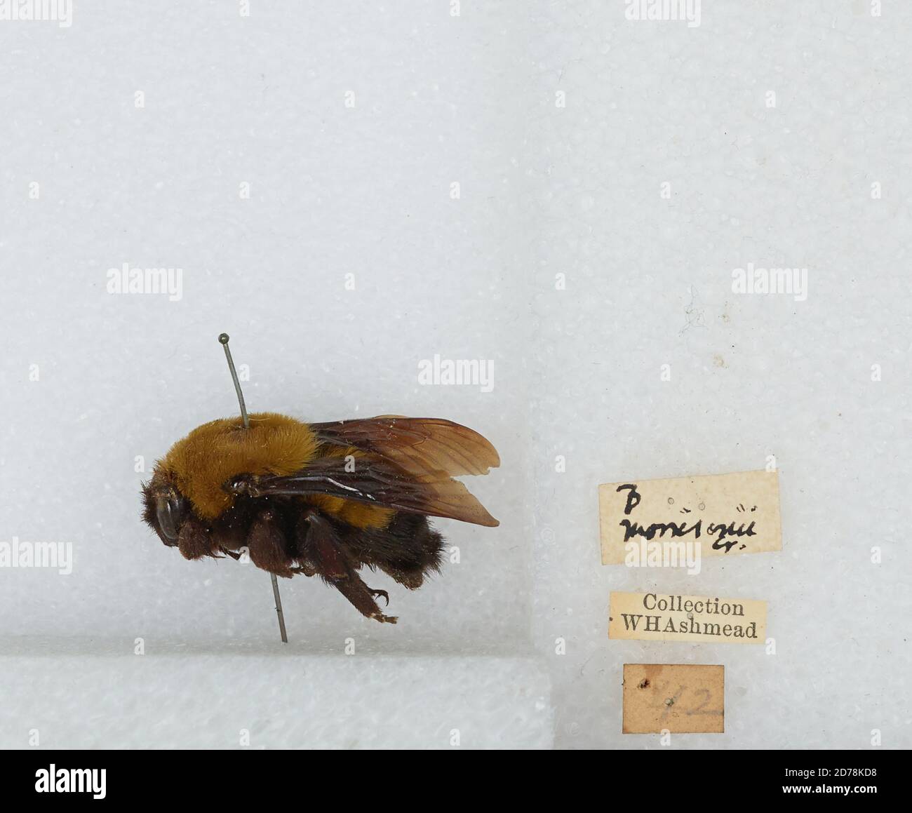 Bombus (Separatobombus) morrisoni Cresson, 1878, Animalia, Arthropoda ...