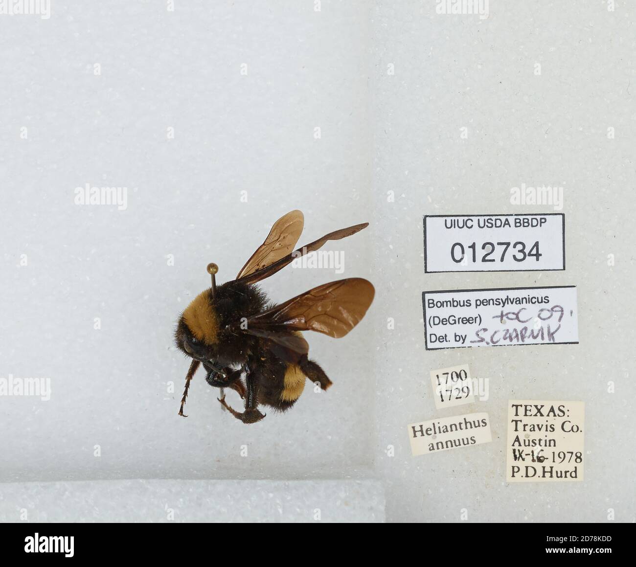 Austin, Travis, Texas, United States, Bombus (Fervidobombus ...