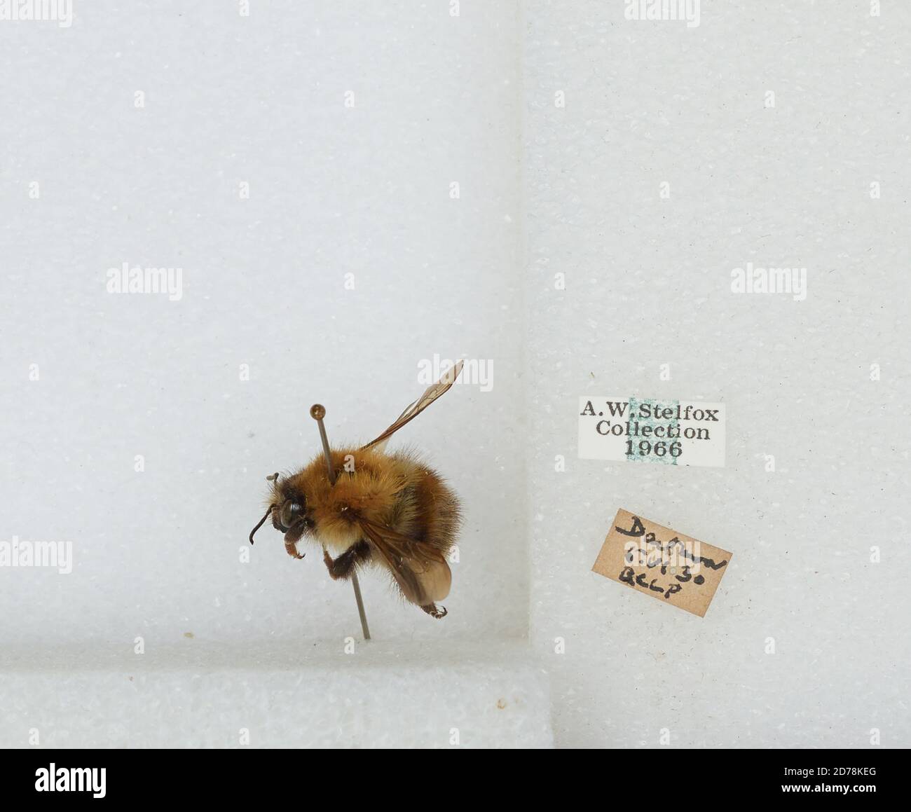 Dartmoor National Park, Devon Shire, England, United Kingdom, Bombus ...