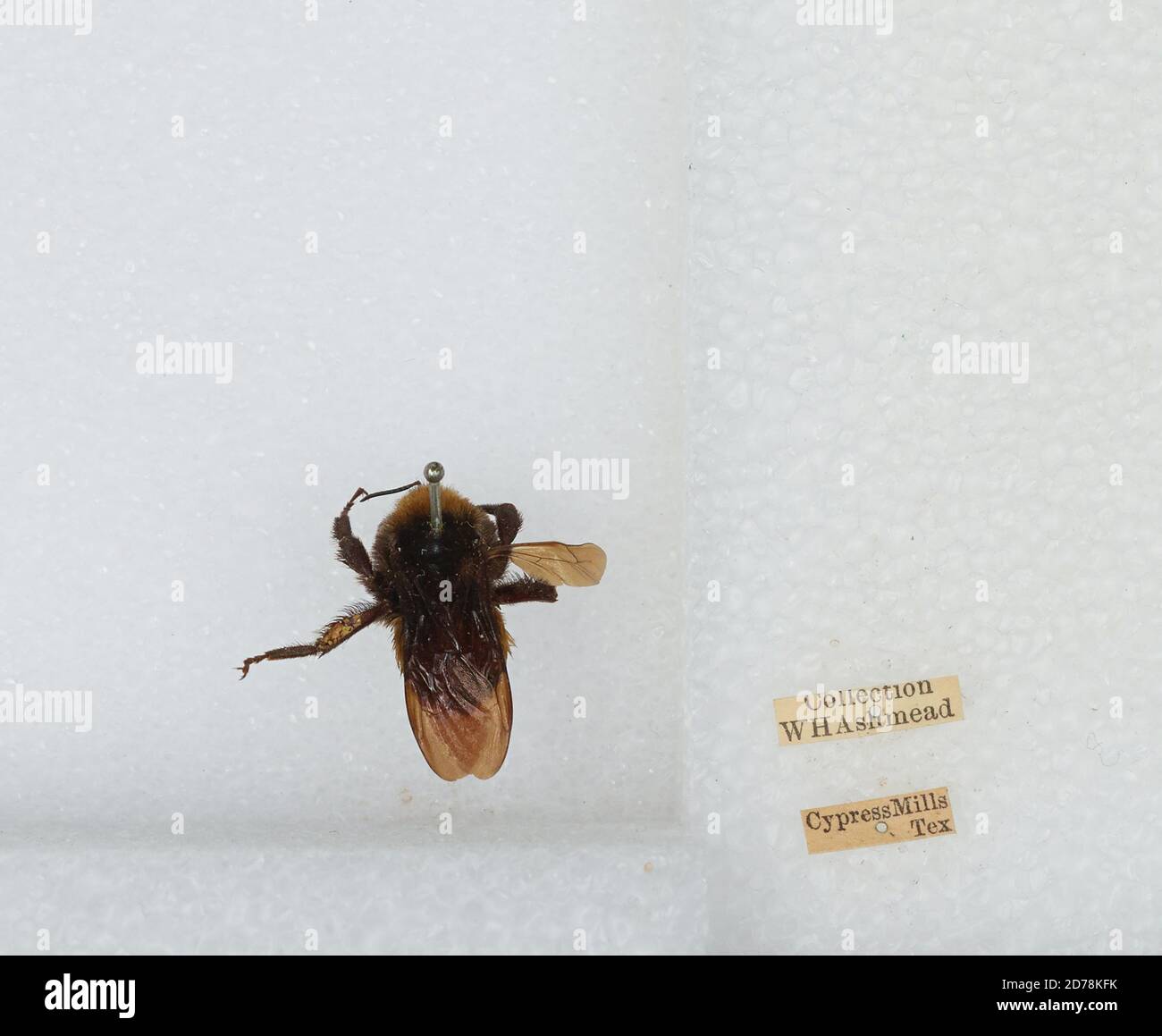 Cypress Mills, Blanco, Texas, United States, Bombus (Fervidobombus ...