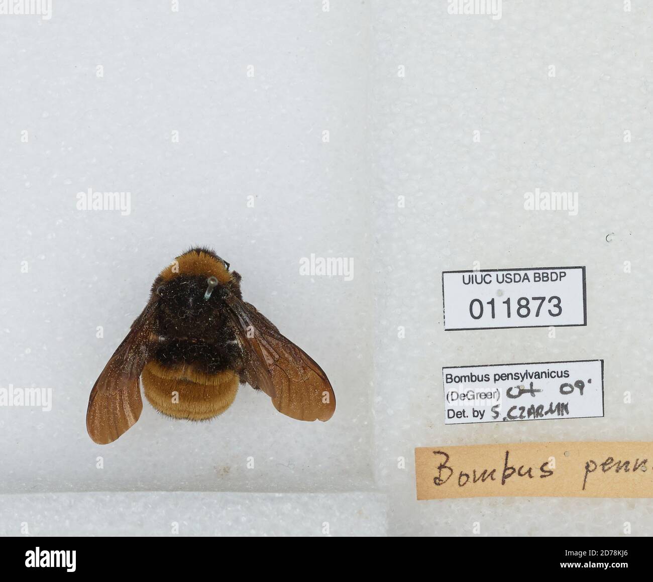Bombus (Fervidobombus) pensylvanicus pensylvanicus (De Geer), Animalia ...