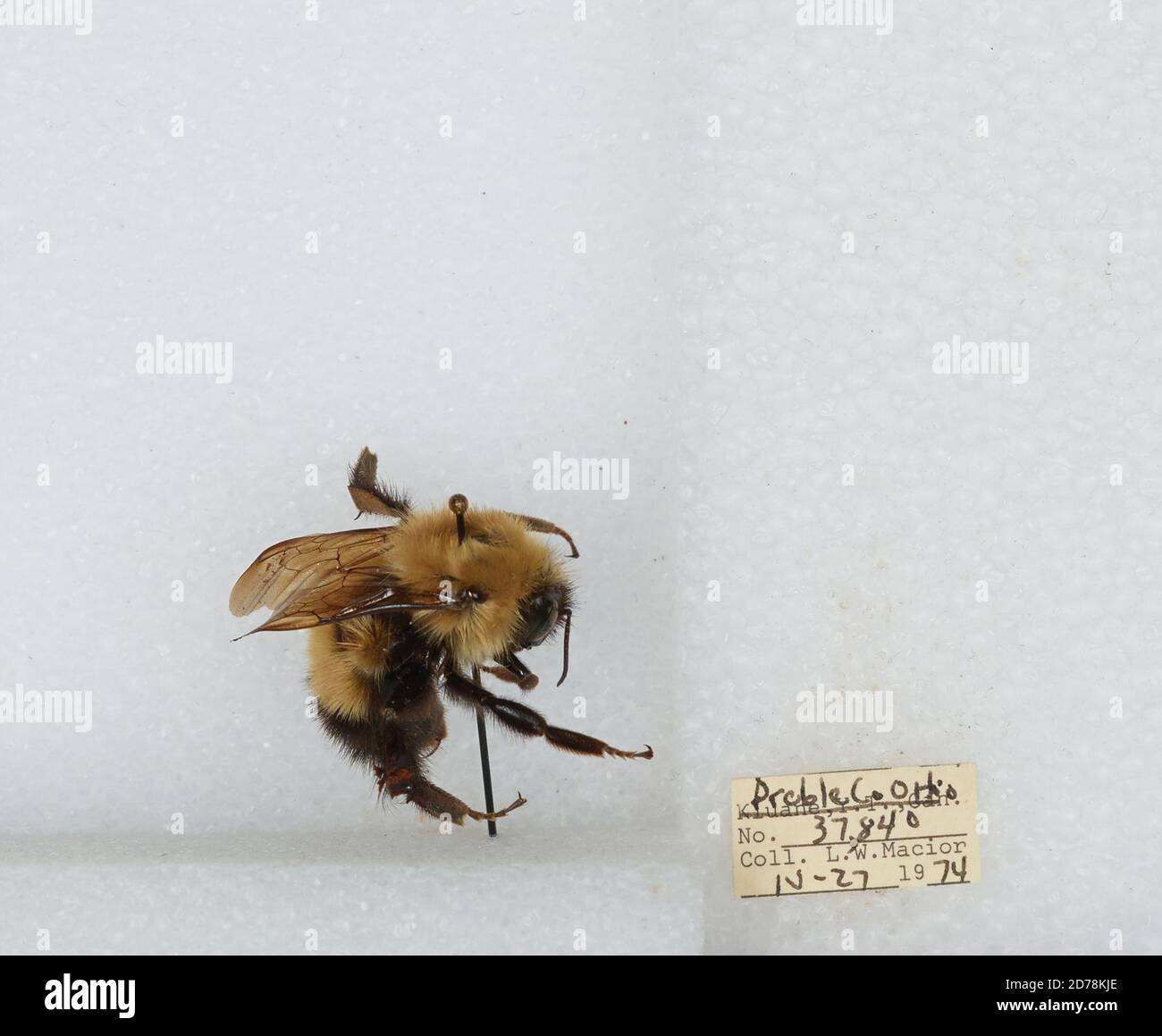 Preble, Ohio, United States, Bombus (Pyrobombus) perplexus Cresson ...