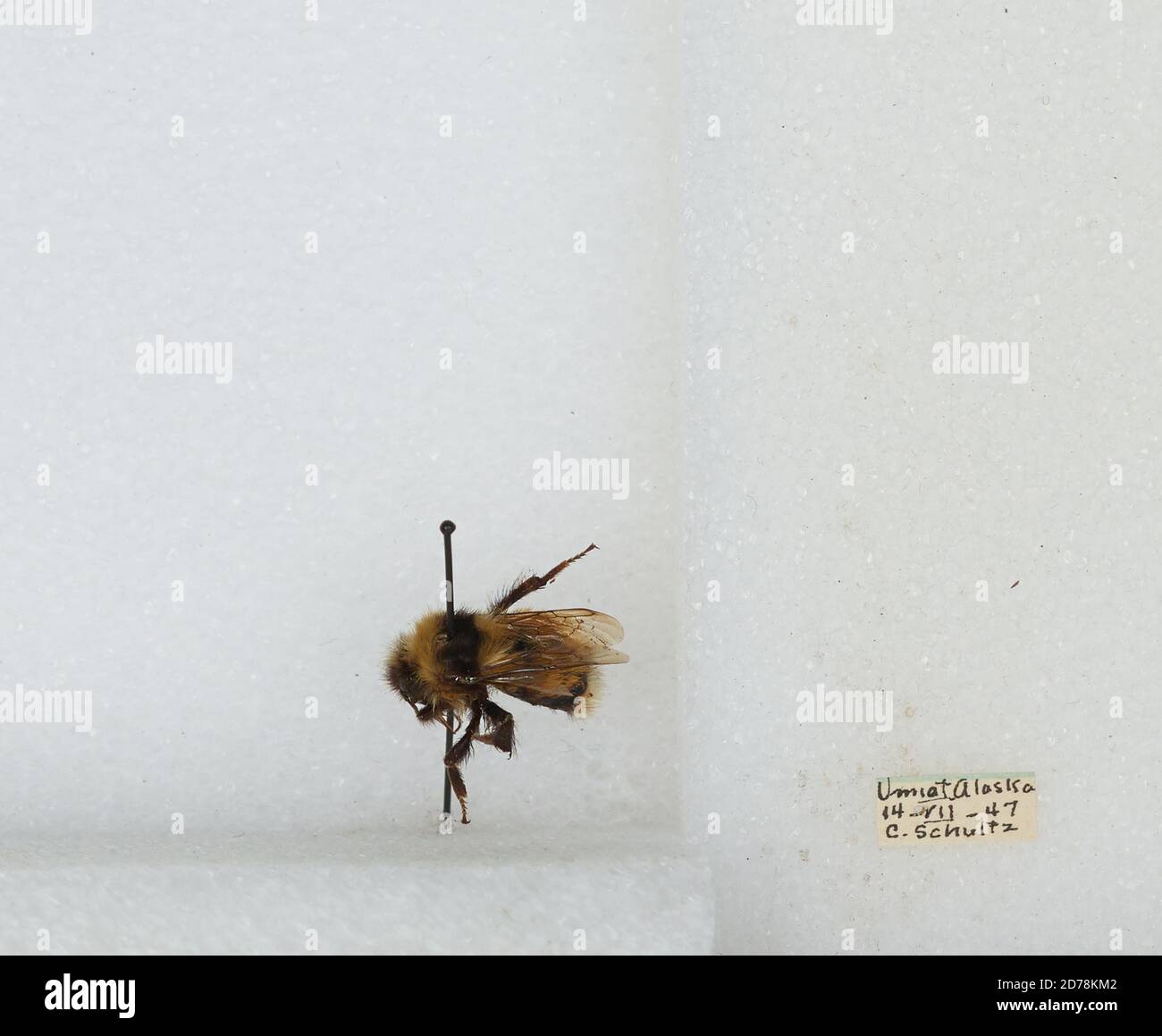 Umiat, North Slope, Alaska, United States, Bombus (Pyrobombus ...