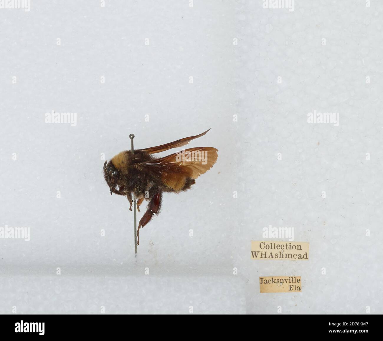 Jacksonville, Duval, Florida, United States, Bombus (Fervidobombus ...