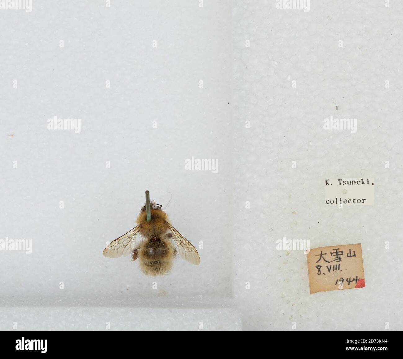 Daisetsuzan, Kamikawa, Hokkaido, Japan, Bombus sp., Animalia, Arthropoda, Insecta, Hymenoptera ...