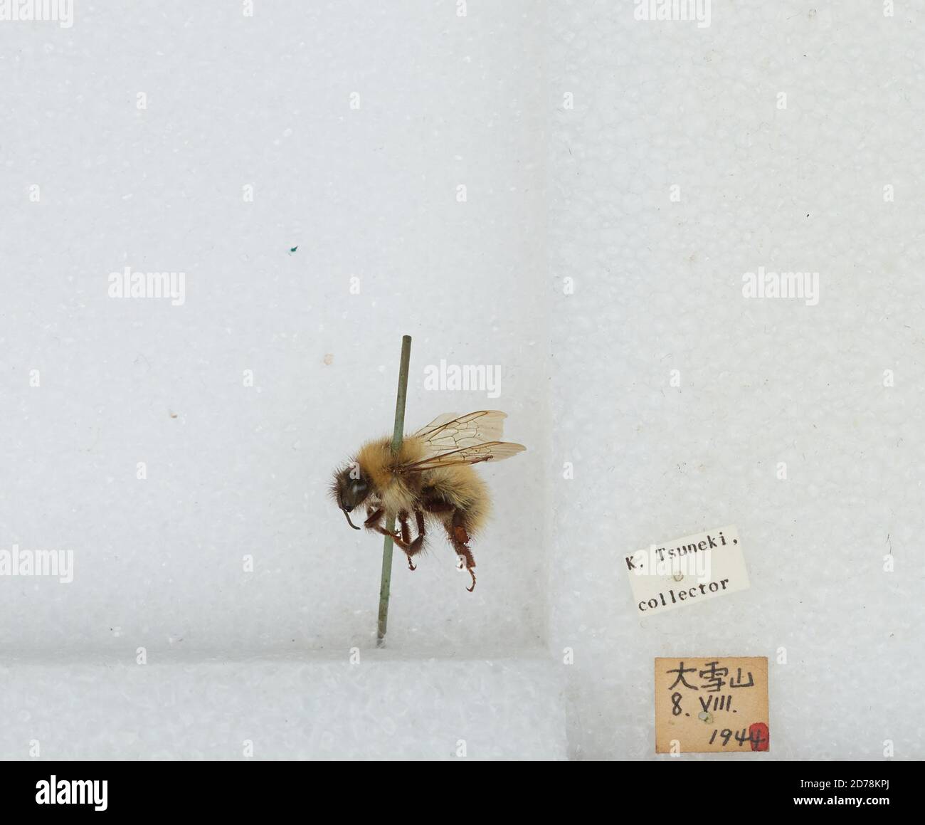 Daisetsuzan, Kamikawa, Hokkaido, Japan, Bombus sp., Animalia, Arthropoda, Insecta, Hymenoptera ...