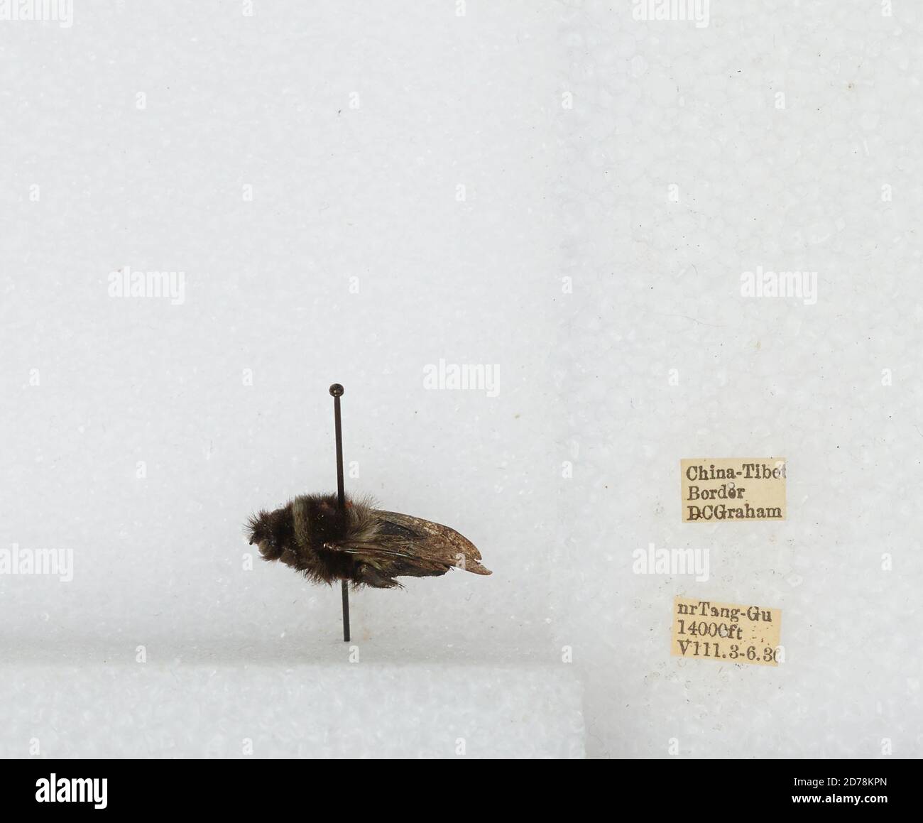 near Tang-Gu, Sichuan, China, Bombus sp., Animalia, Arthropoda, Insecta ...