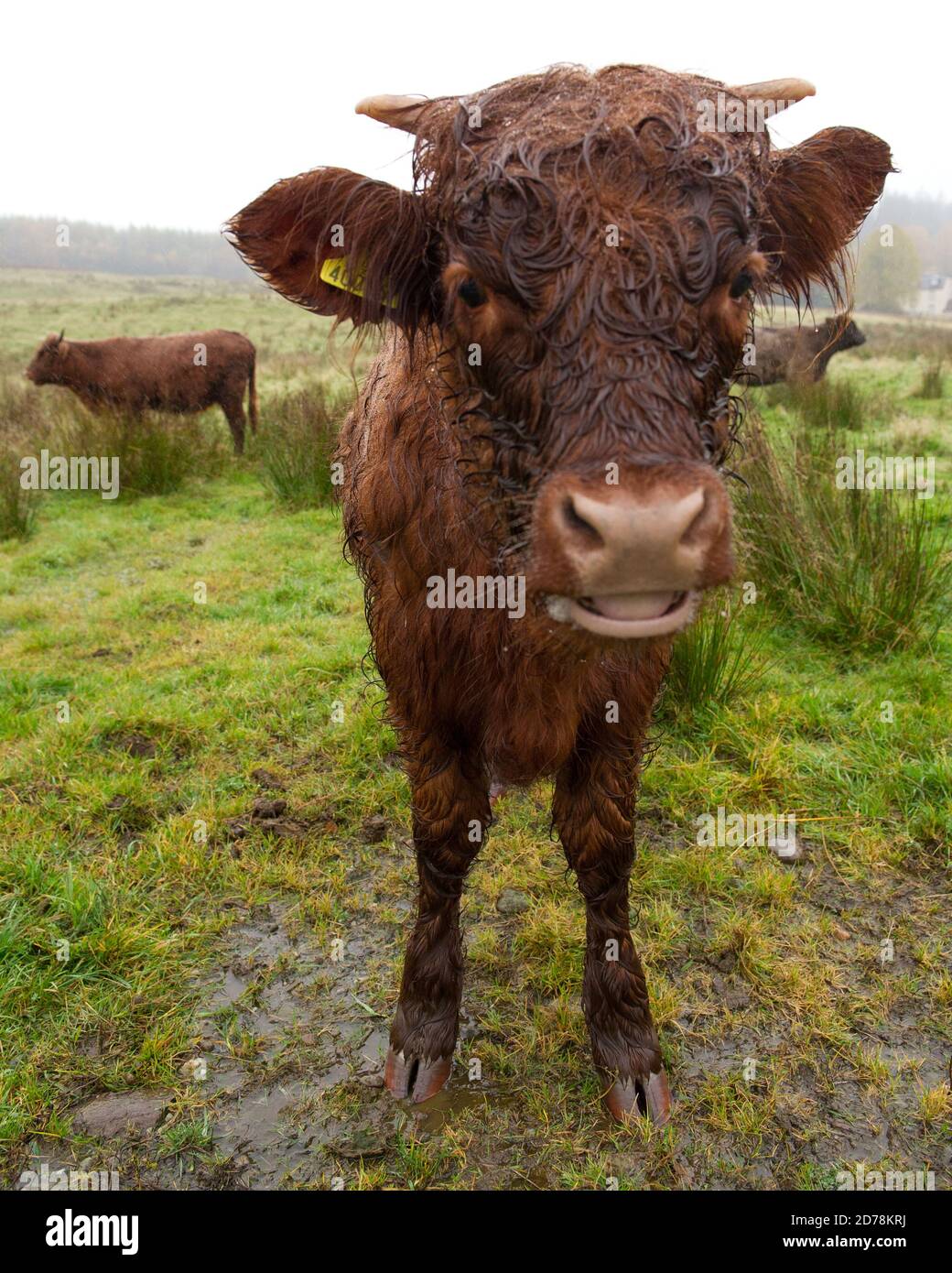 Wet cow with horns in green field in the rain hi-res stock photography ...
