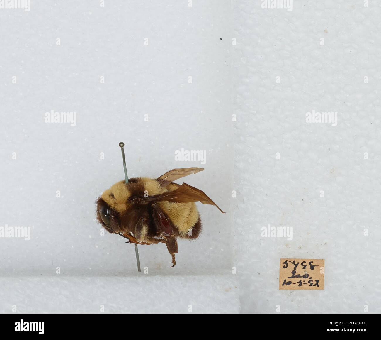 Bombus sp., Animalia, Arthropoda, Insecta, Hymenoptera, Apidae, Apinae ...
