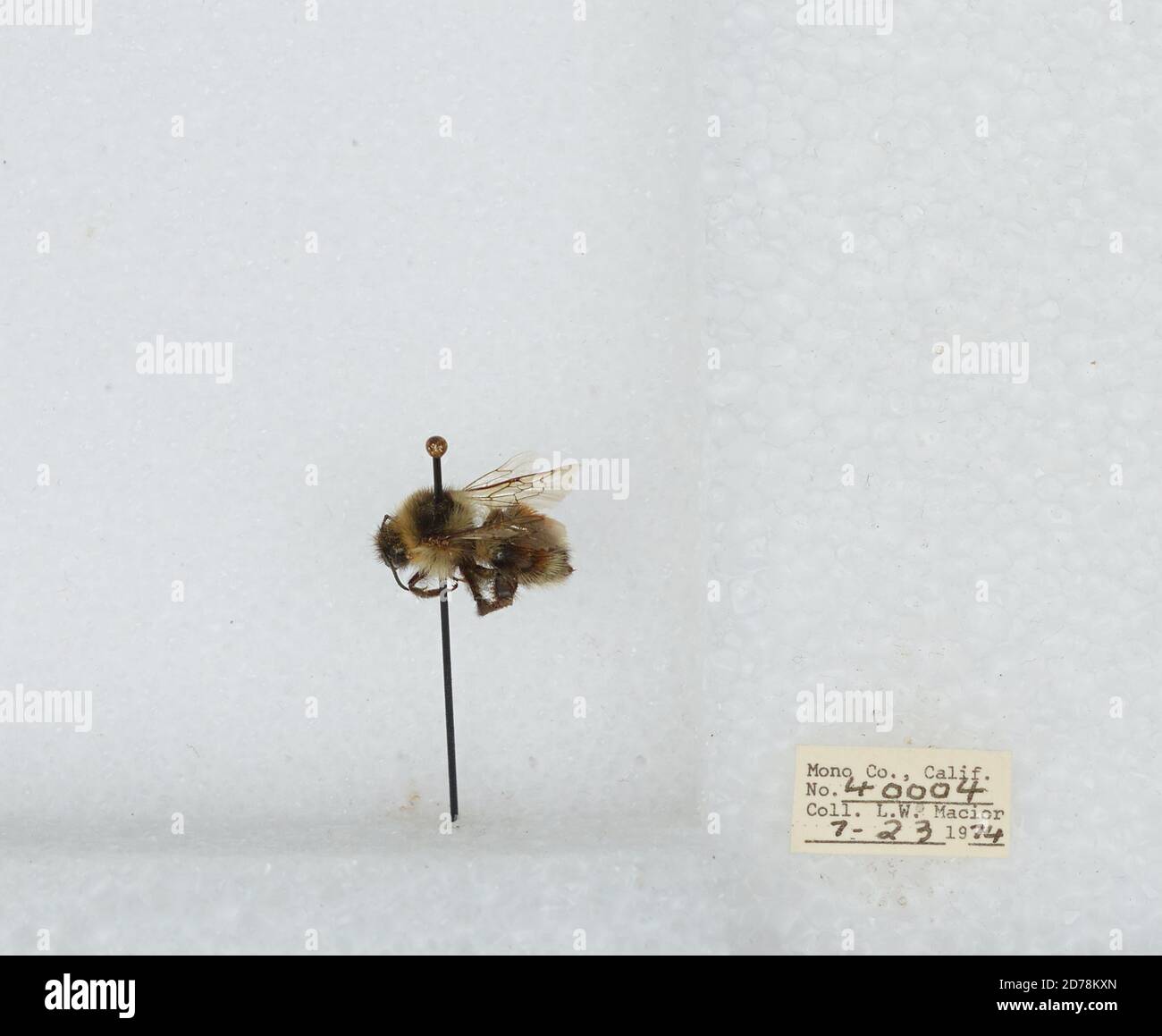 Mono, California, United States, Bombus (Cullumanobombus) rufocinctus ...