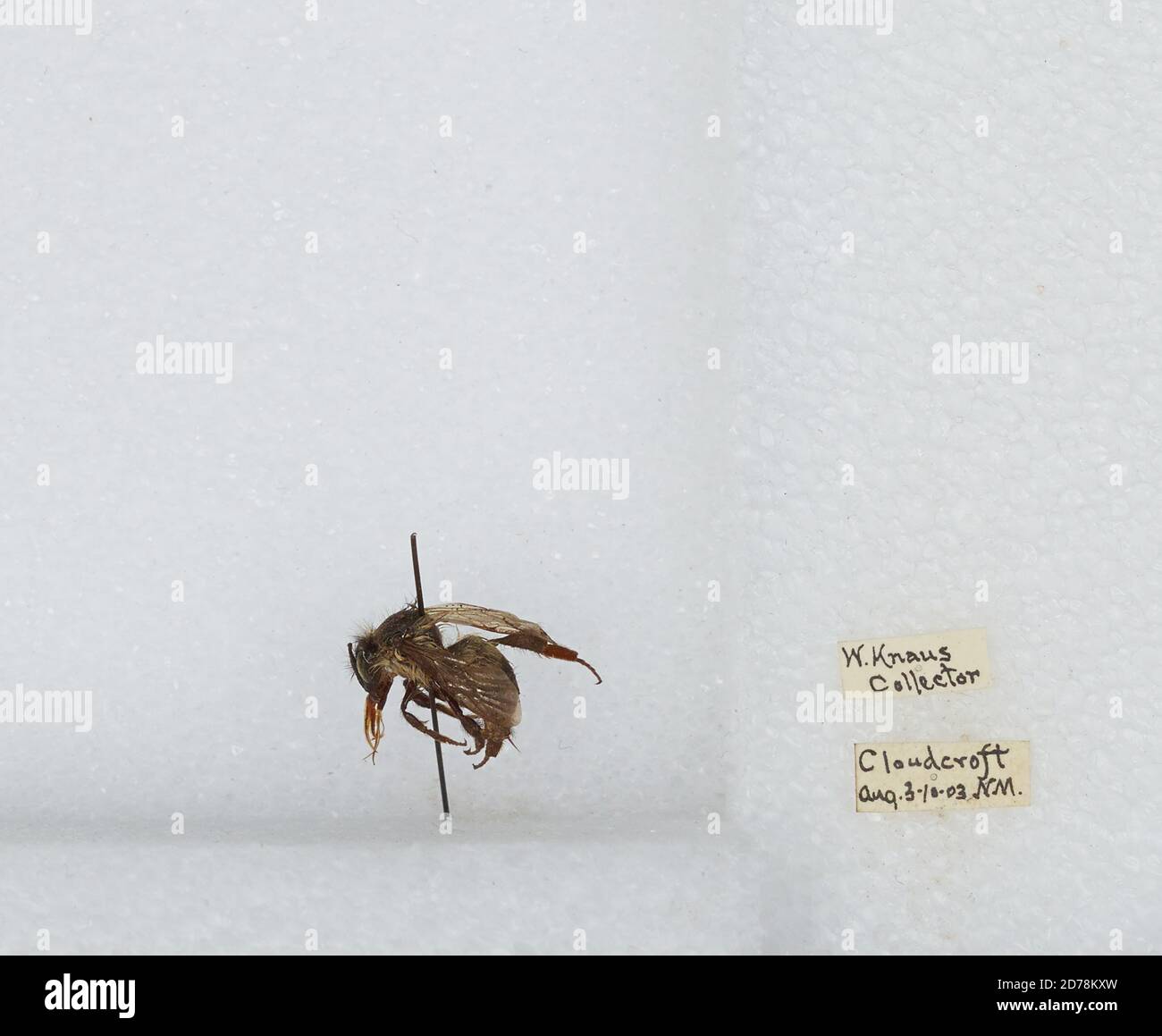 Cloudcroft, Otero, New Mexico, United States, Bombus sp., Animalia ...