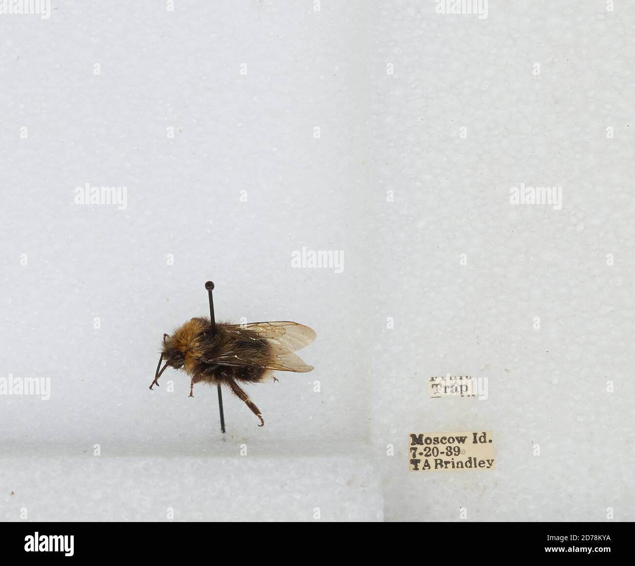 Moscow, Latah, Idaho, United States, Bombus (Psithyrus) norvegicus ...
