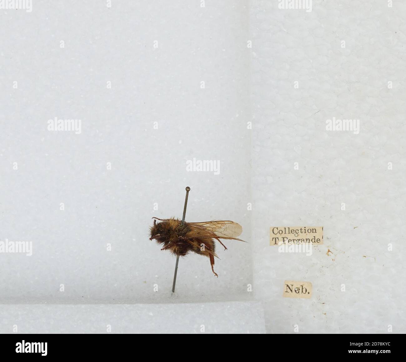 Nebraska, United States, Bombus sp., Animalia, Arthropoda, Insecta ...