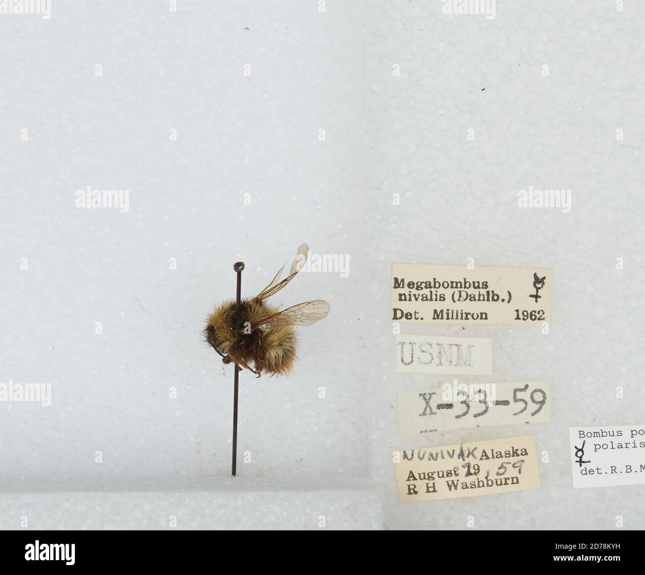 Nunivak Island, Bethel, Alaska, United States, Bombus (Alpinobombus ...