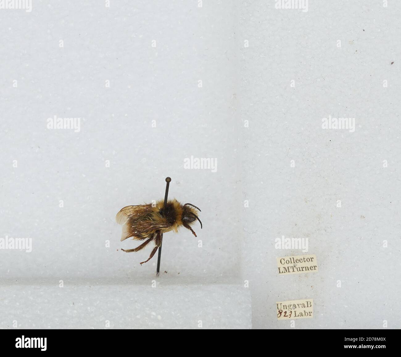 Ungava Bay, Canada, Bombus sp., Animalia, Arthropoda, Insecta ...