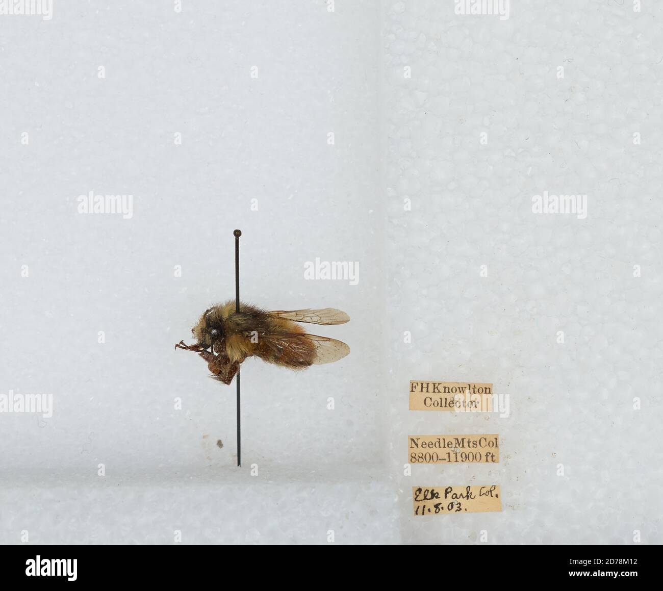 Needle Mountains, Elk Park, Colorado, United States, Bombus sp ...