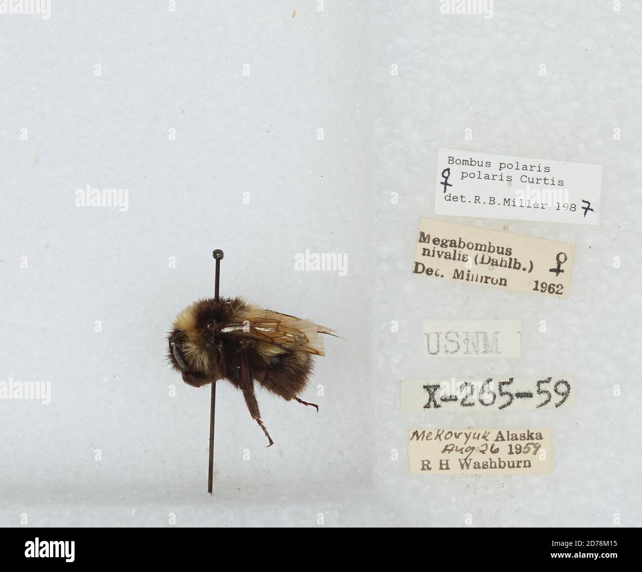 Mekoryuk, Bethel, Alaska, United States, Bombus (Alpinobombus) polaris ...