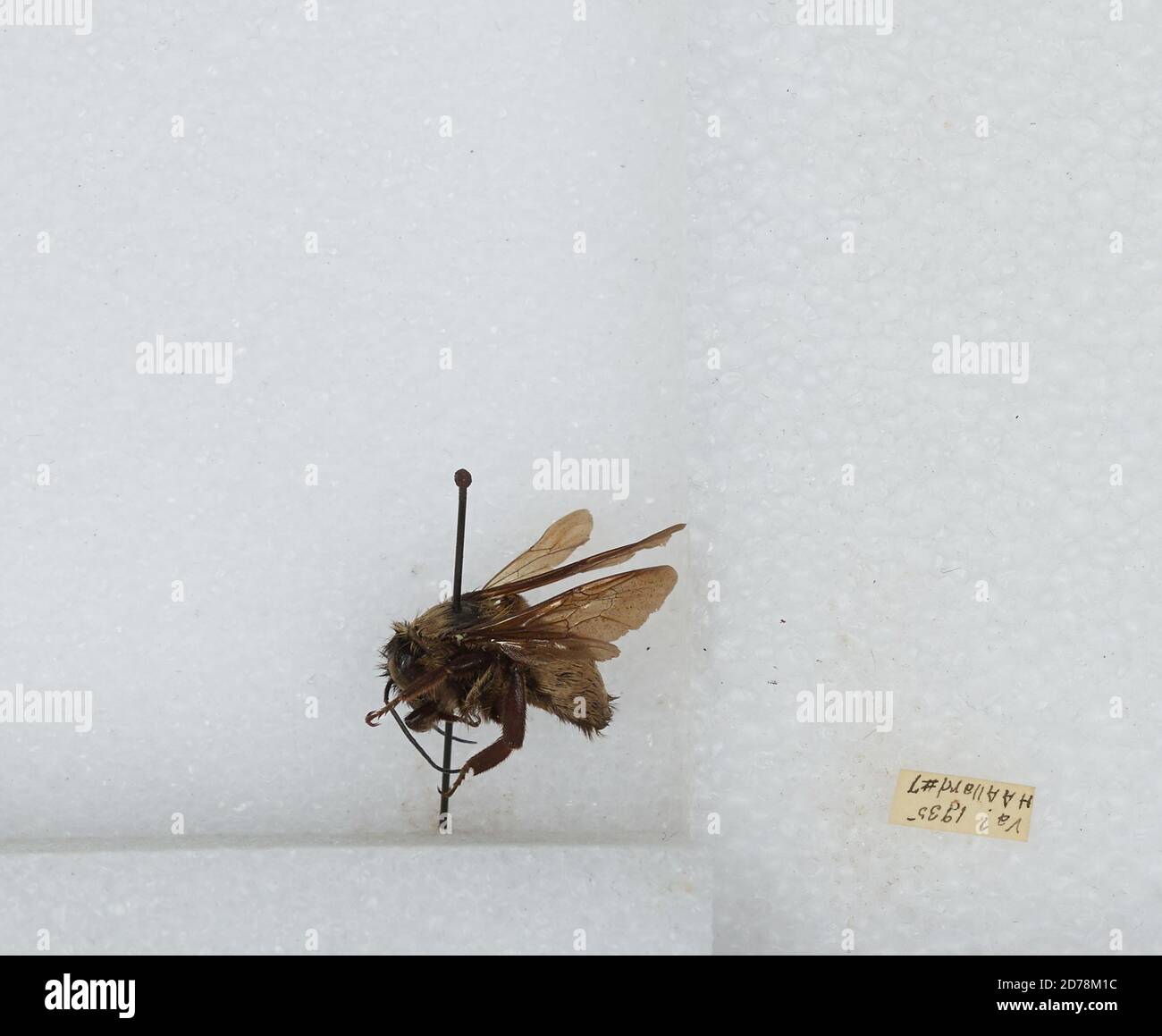 Virginia, United States, Bombus sp., Animalia, Arthropoda, Insecta ...