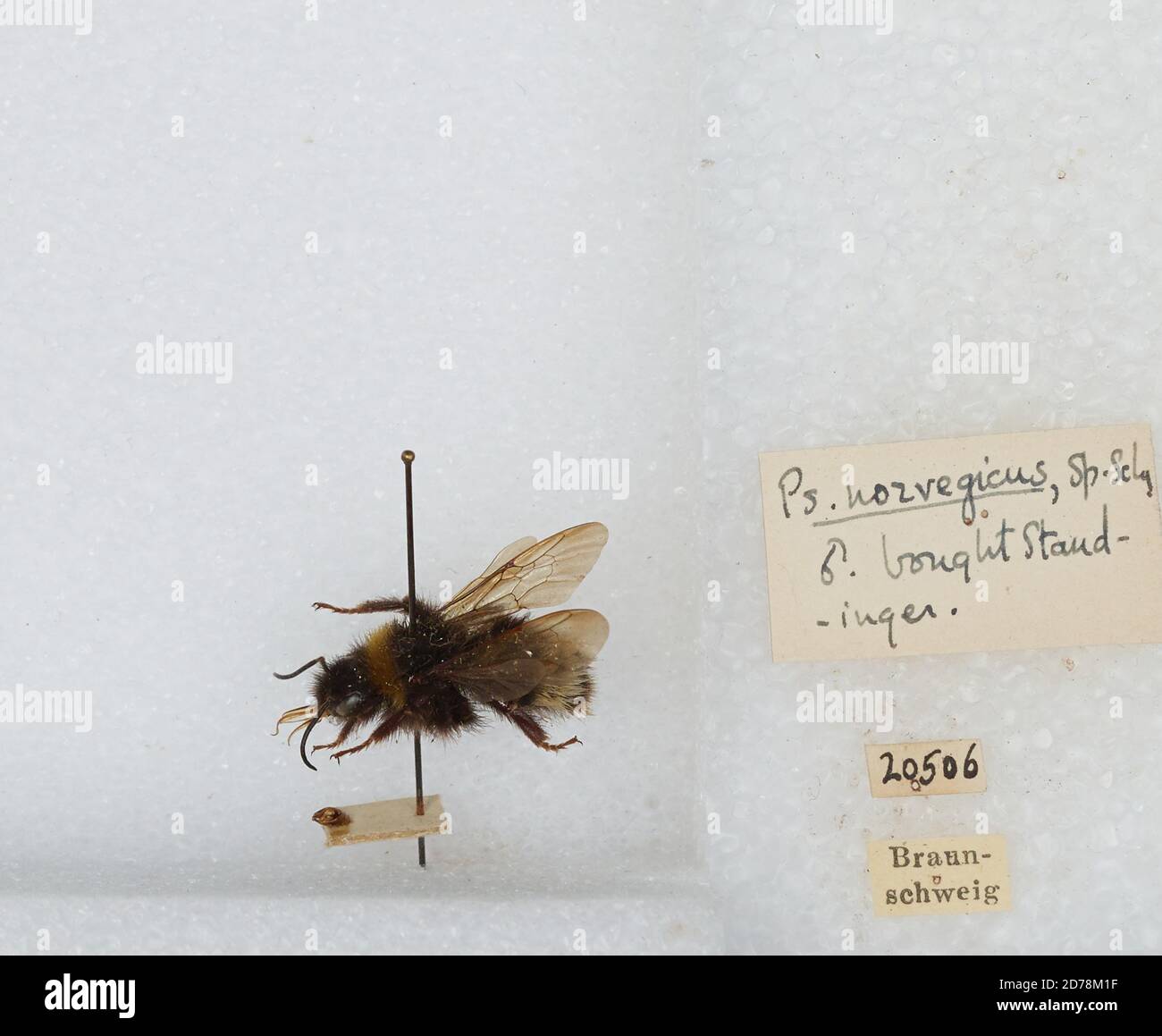 Braunschweig, Russia, Bombus (Psithyrus) norvegicus (Sparre-Schneider ...