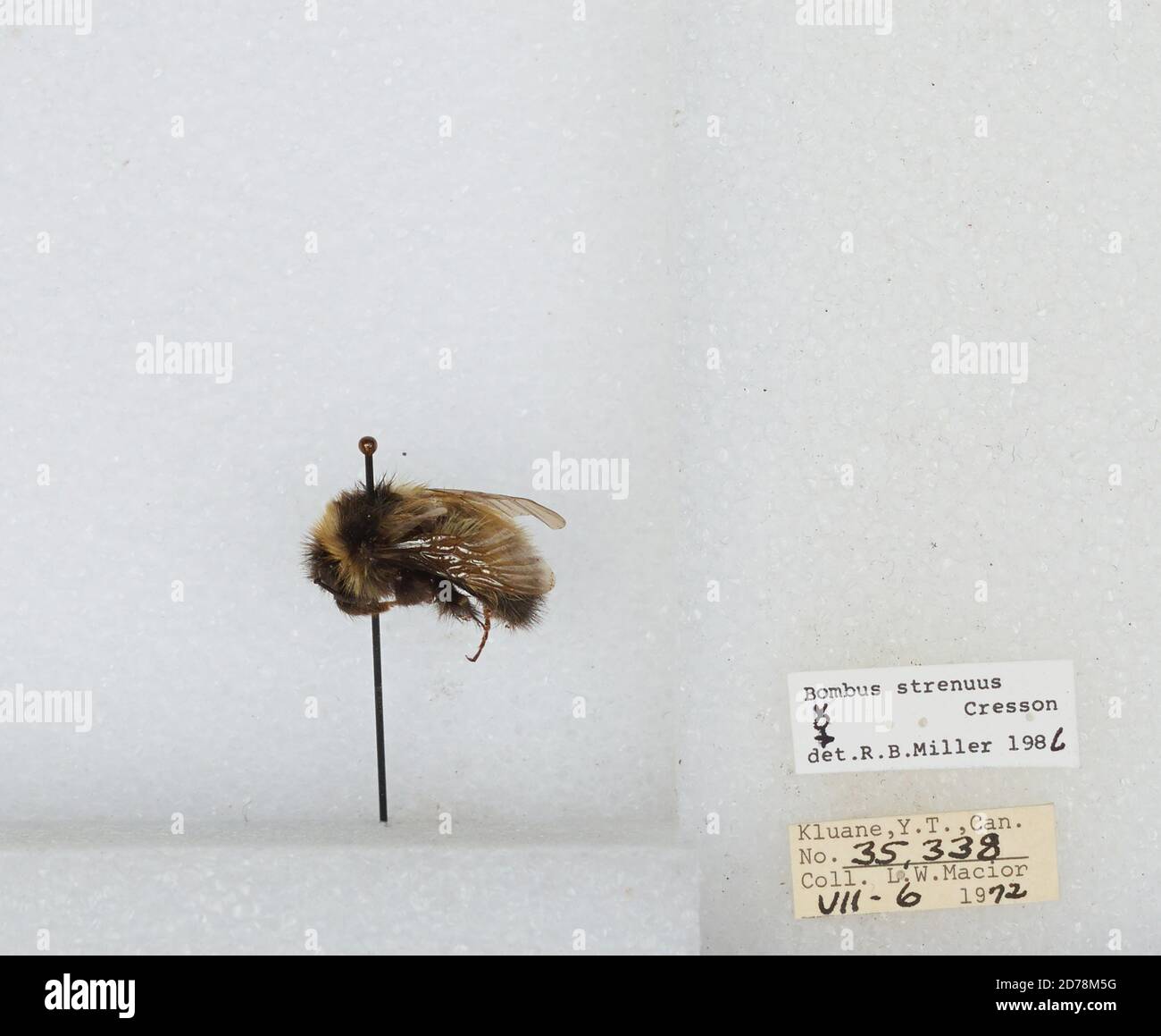 Kluane, Yukon Territory, Canada, Bombus (Alpinobombus) neoboreus Sladen ...