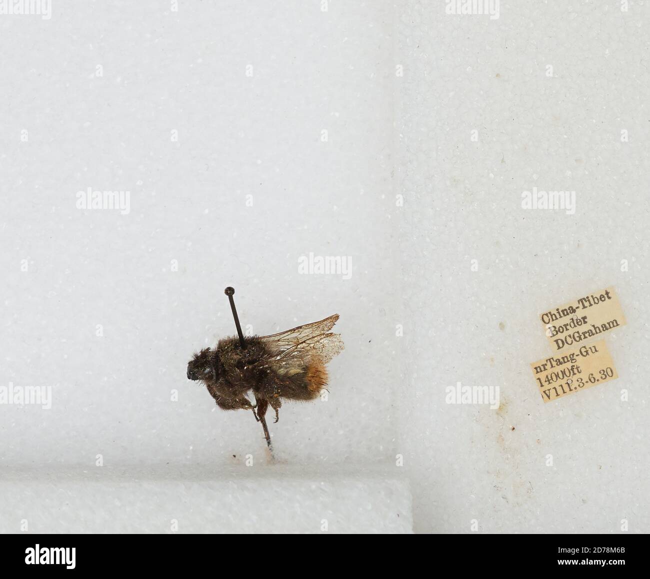 near Tang-Gu, China-Tibet border, China, Bombus sp., Animalia ...